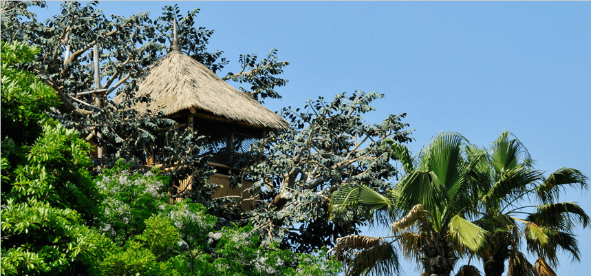 La Cabane des Robinson à Disneyland Paris : guide complet